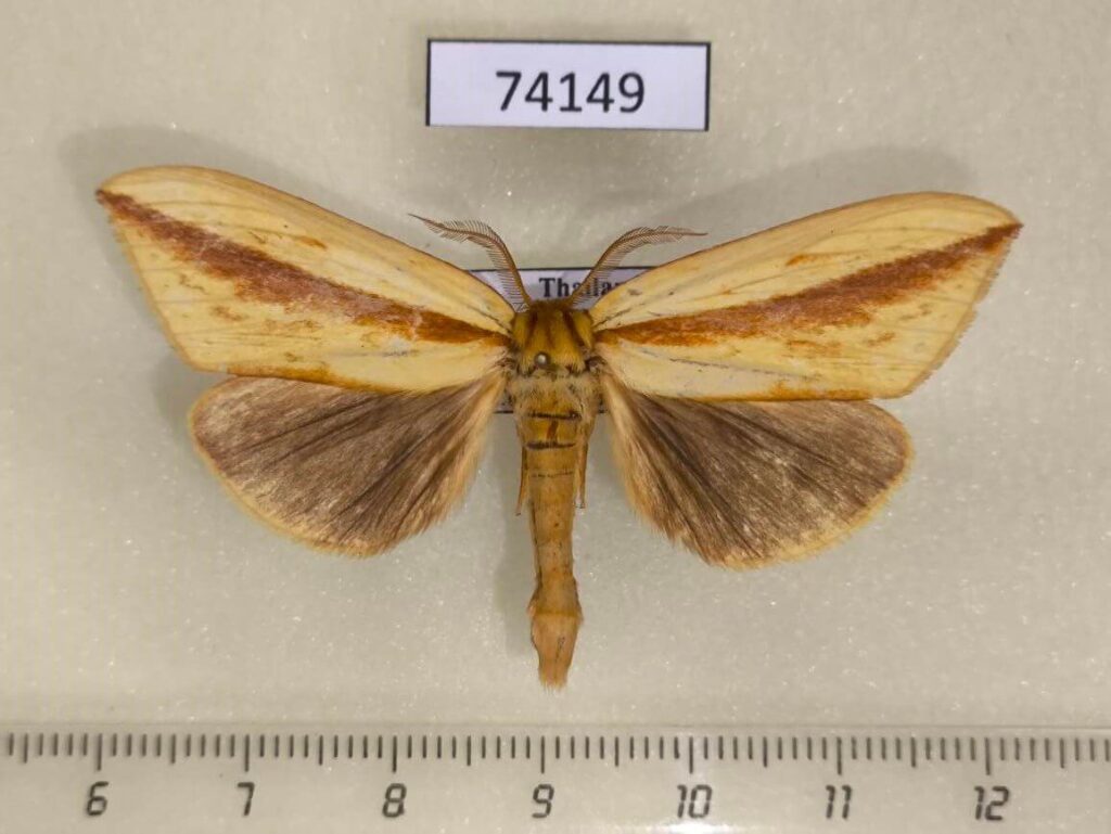 Notodontiidae Bireta longivitta Thailand - Fareastinsects