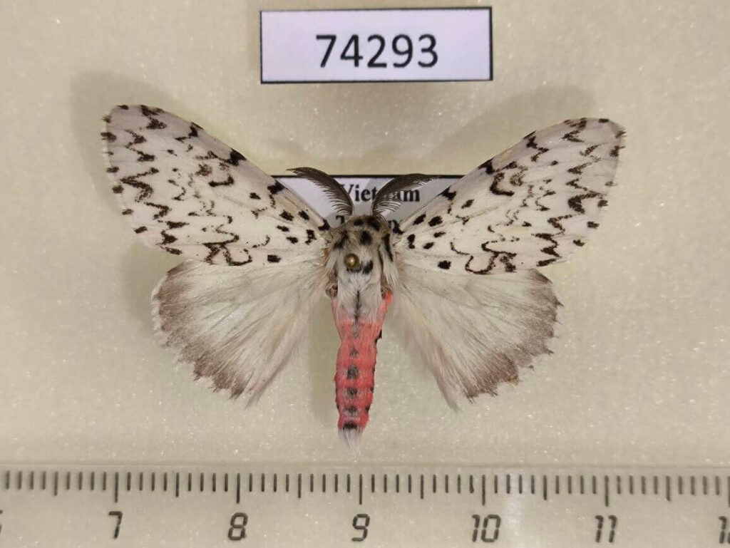 Lymantridae Lymantria similis loeffleri Vietnam - Fareastinsects