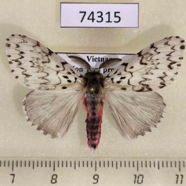 Lymantridae Lymantria similis loeffleri Vietnam - Fareastinsects