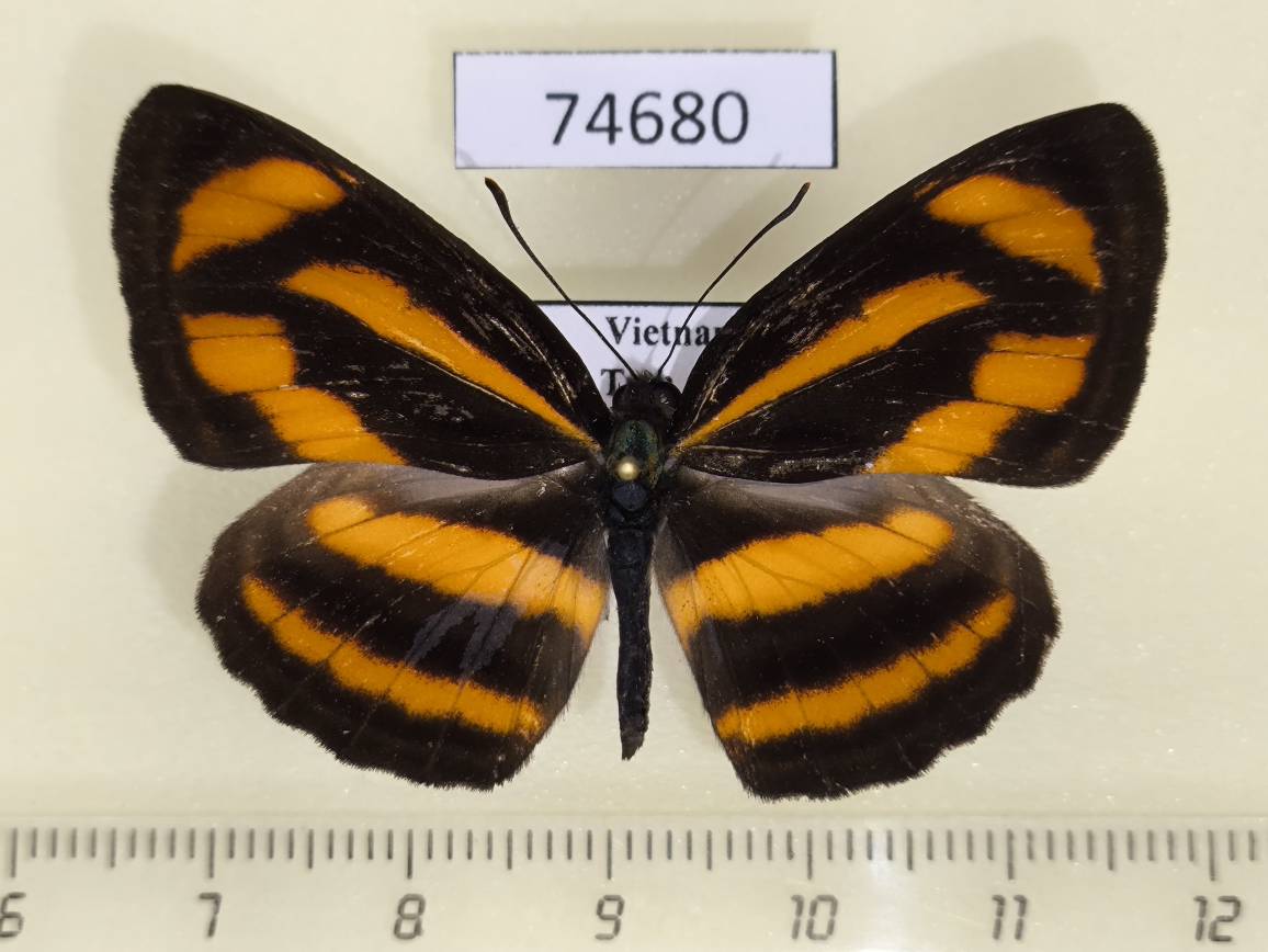 Nymphalidae Neptis miah Vietnam - Fareastinsects