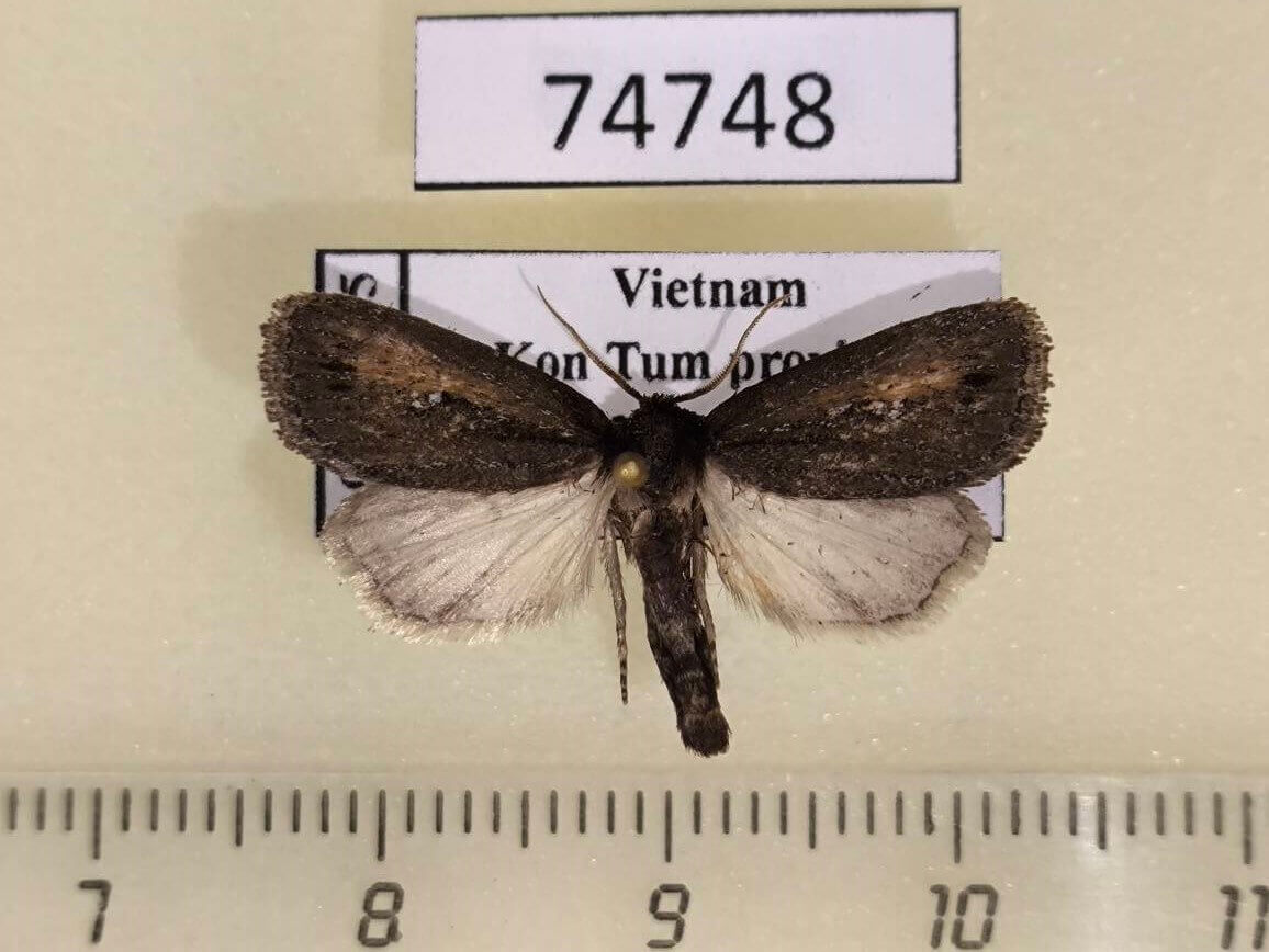 Noctuidae Sesamia sp. Vietnam - Fareastinsects