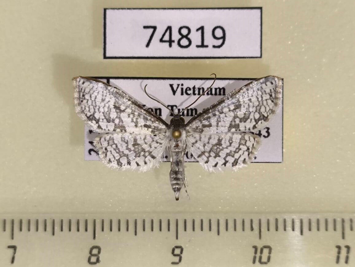Thyrididae Calindoea polygraphalis Vietnam - Fareastinsects