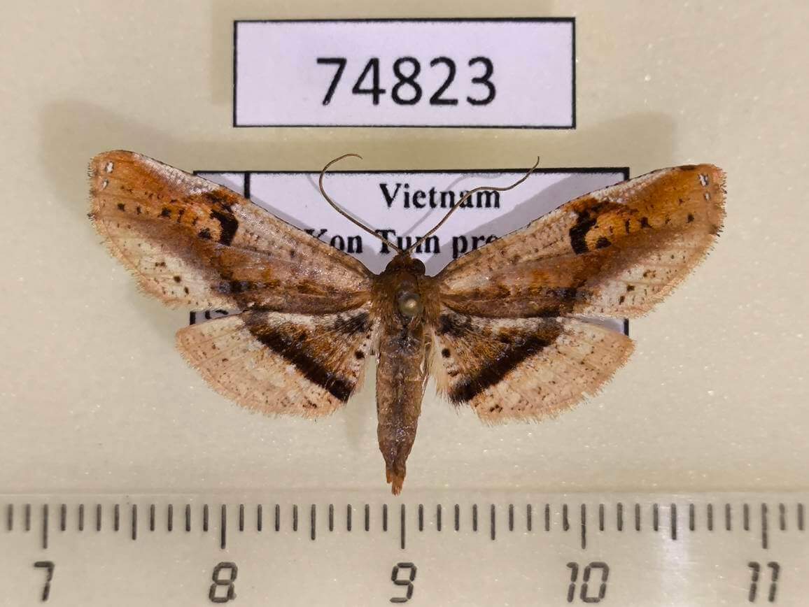 Thyrididae Rhodoneura fasciata Vietnam - Fareastinsects