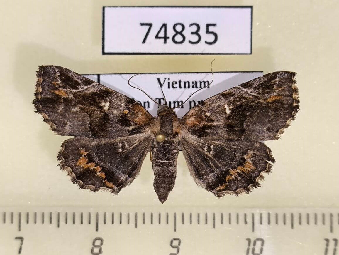 Noctuidae Pangrapta viridentata f Vietnam - Fareastinsects