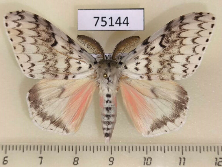 Lymantridae Lymantria brotea Vietnam - Fareastinsects