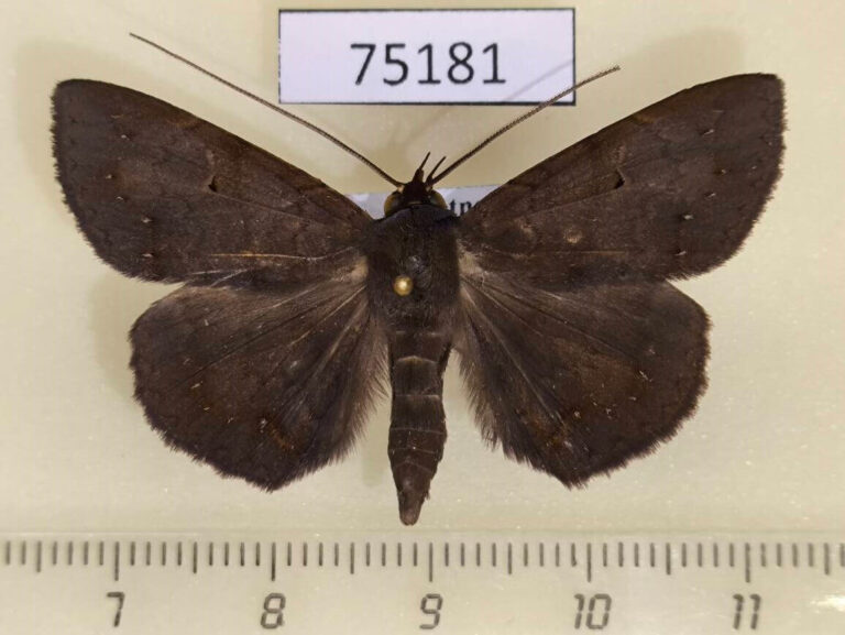 Noctuidae Mecodina bisignata Vietnam - Fareastinsects