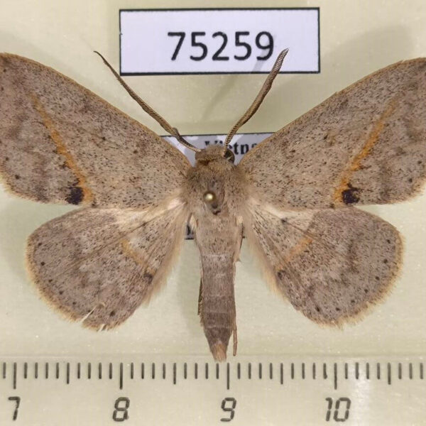 Noctuidae Ugia sundana Vietnam - Fareastinsects