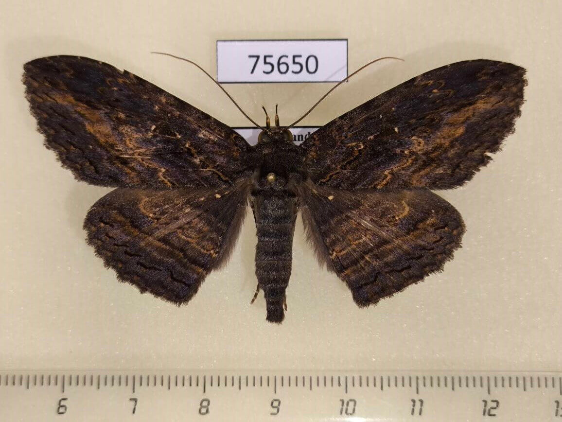 Noctuidae Anisoneura salebrosa Thailand - Fareastinsects