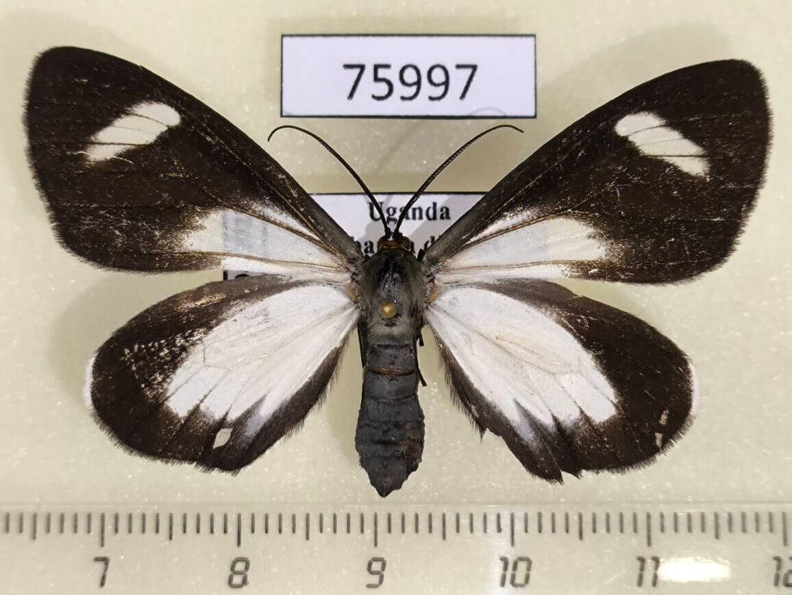 Geometridae Pitthea famula f Uganda - Fareastinsects