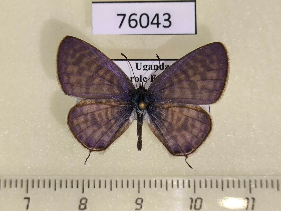 Lycaenidae Leptotes jeanneli Uganda - Fareastinsects