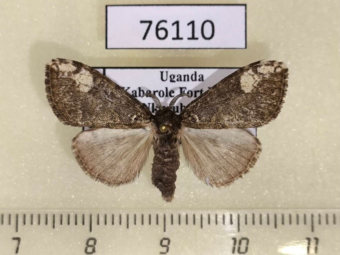 Lymantridae Laelia batoides f Uganda - Fareastinsects
