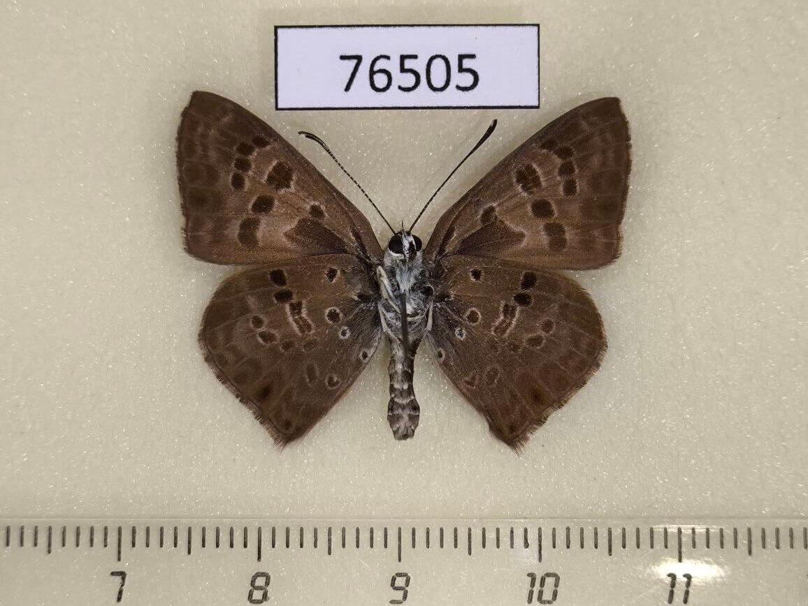 Lycaenidae Niphanda fusca Primorye - Fareastinsects