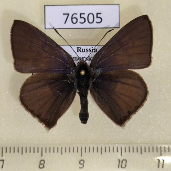 Lycaenidae Niphanda fusca Primorye - Fareastinsects