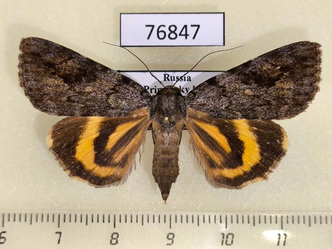 Noctuidae Catocala didenko f Primorye - Fareastinsects